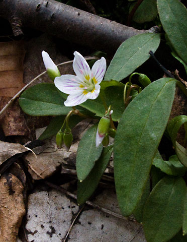 Claytonia caroliniana