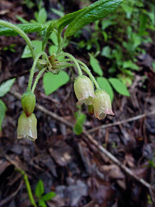 Menziesia pilosa