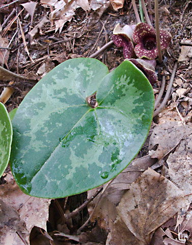 Hexastylis shuttleworthii