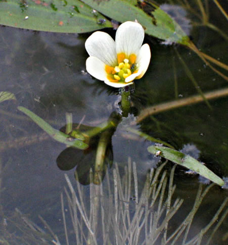 Ranunculus longirostris