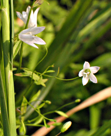 Campanula aparinoides