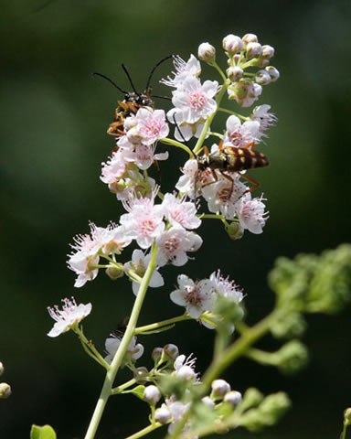 Spiraea alba var. latifolia