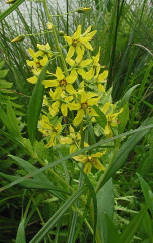 Lysimachia terrestris