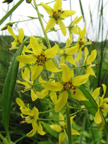 Lysimachia terrestris