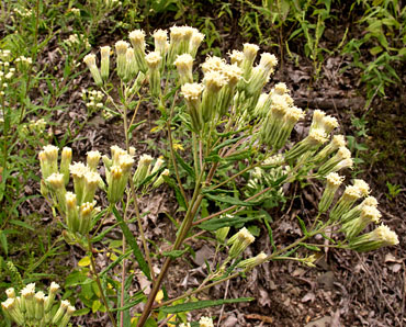 Brickellia eupatorioides