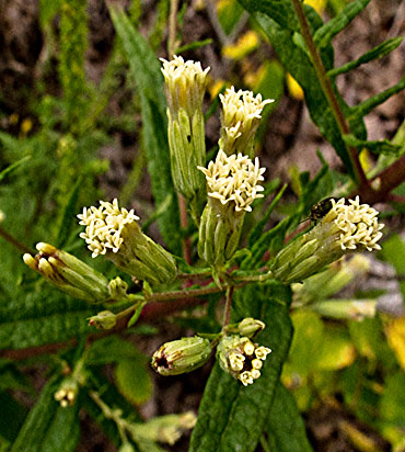 Brickellia eupatorioides