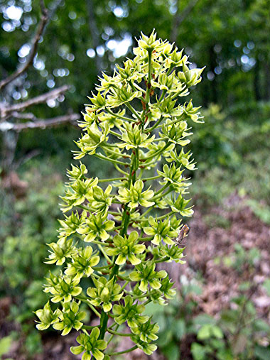 Amianthium muscitoxicum