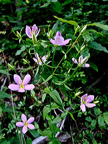 Sabatia angularis