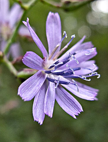 Lactuca biennis