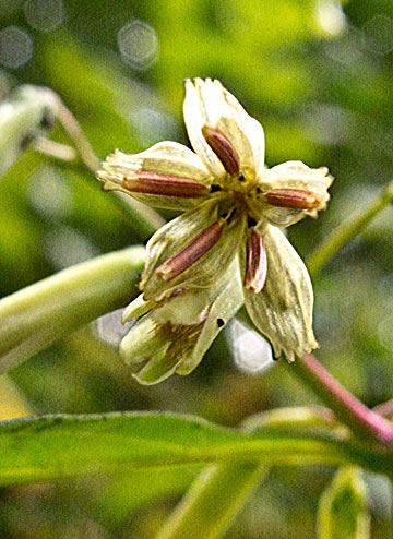 Prenanthes altissima