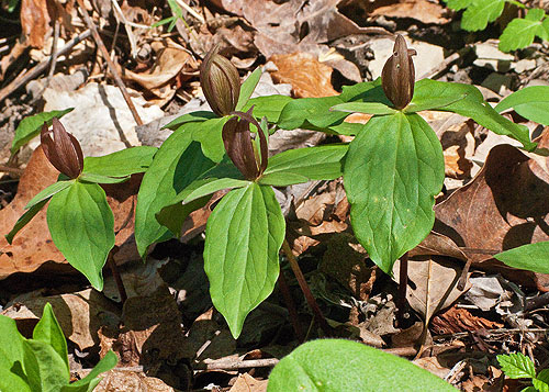 Trillium sessile