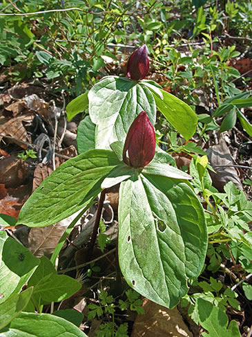 Trillium sessile