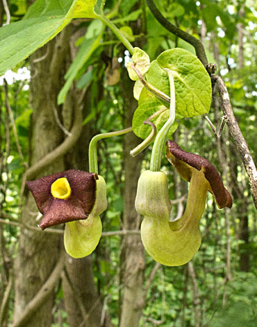 Aristolochia macrophylla