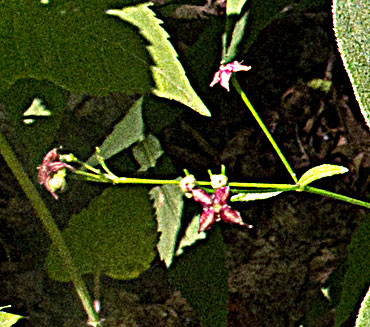 Galium latifolium