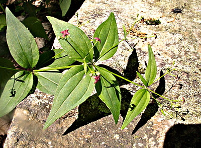 Galium latifolium