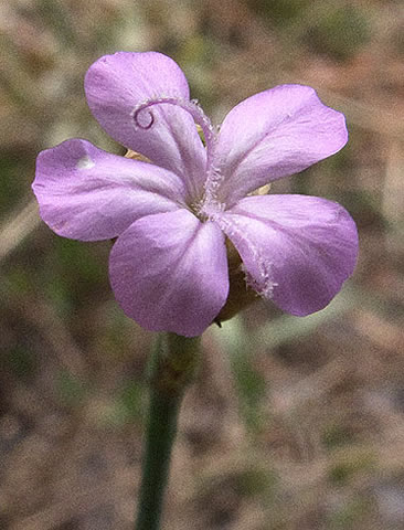 Petrorhagia prolifera