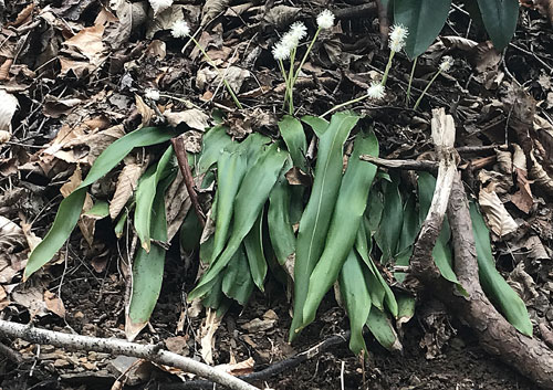 Cymophyllus fraserianus