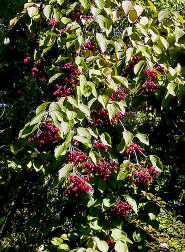 Viburnum lentago