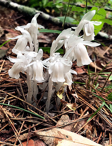 Monotropa uniflora