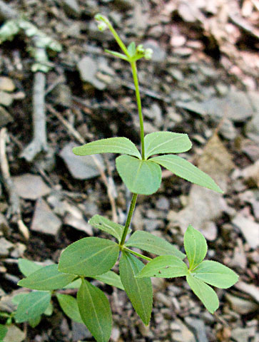 Galium circaezans
