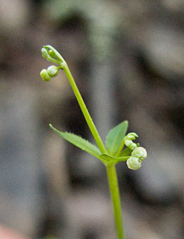 Galium circaezans