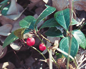 Gaultheria procumbens